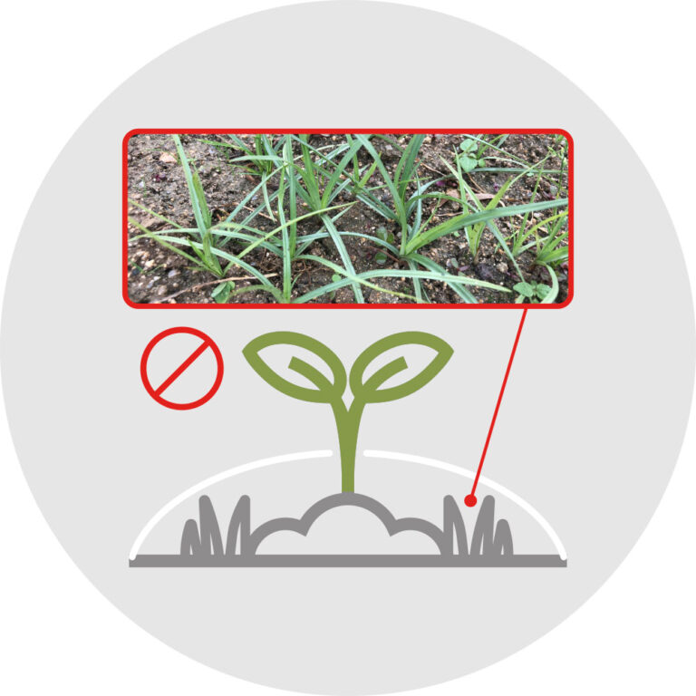 Nova Mulch, Biodegradable agricultural paper mulch.