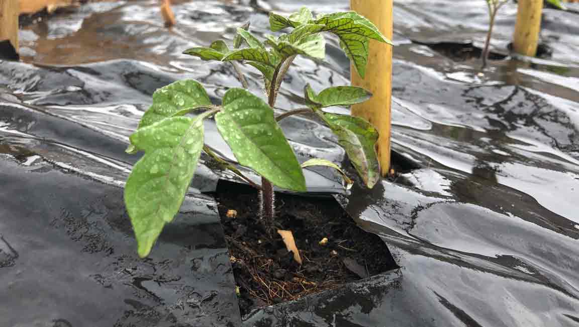 Tierra Para Plantar Tomates